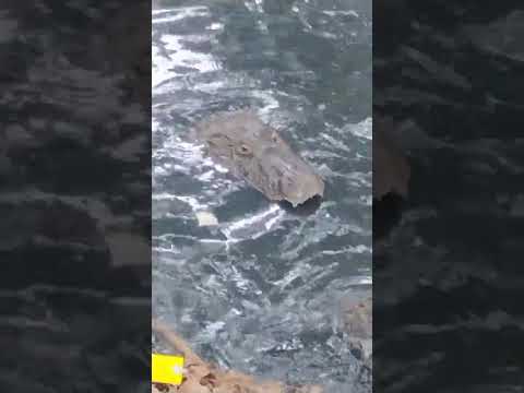 #BRAZIL #Jacarés #gigantes #RJ #aligator #biggest in BR #Recreio #tourism #chicoMendes