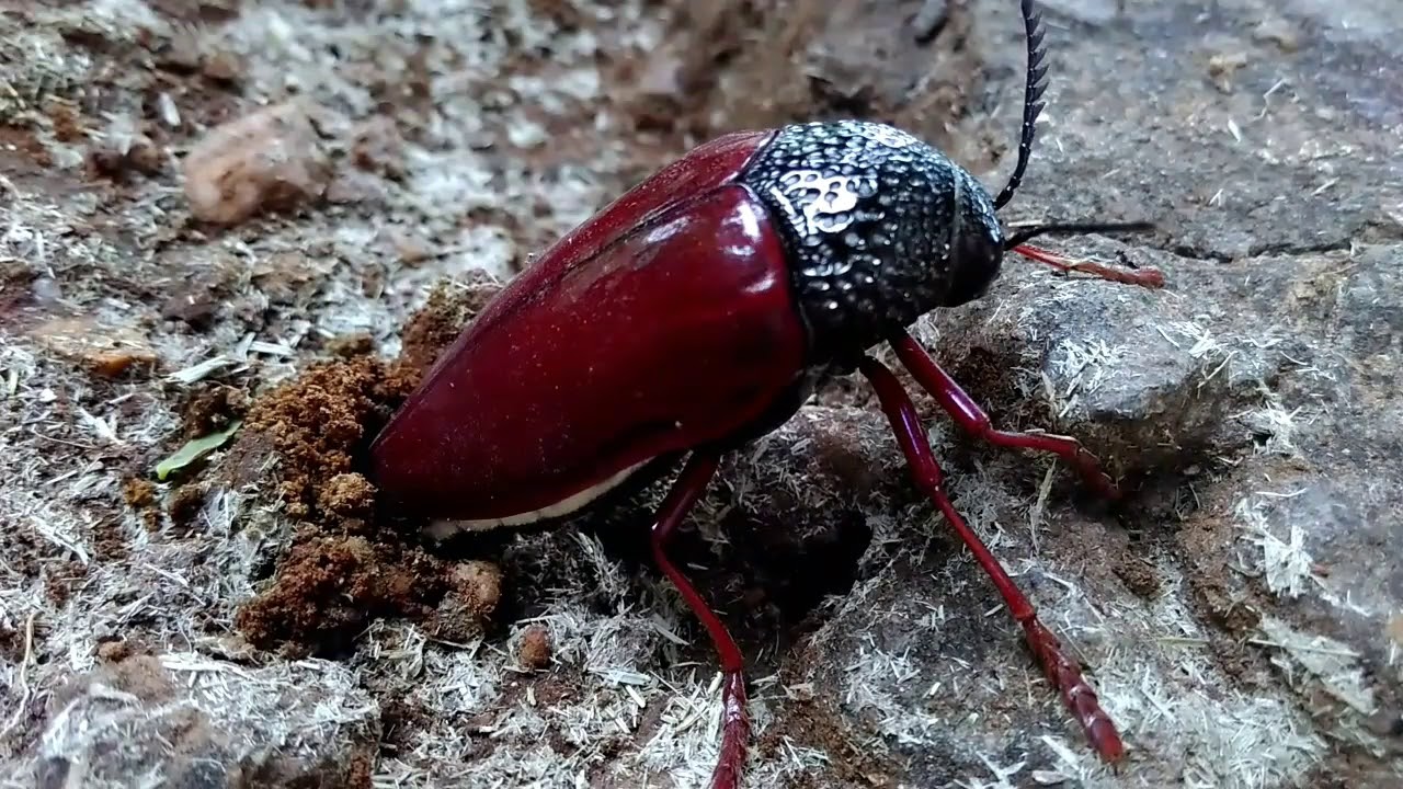 Ponvandu egg in ground level sand how is it - YouTube