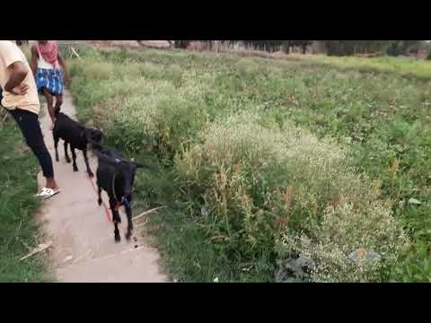 Village Sound | Evening Time | Nature | Natural Gaon