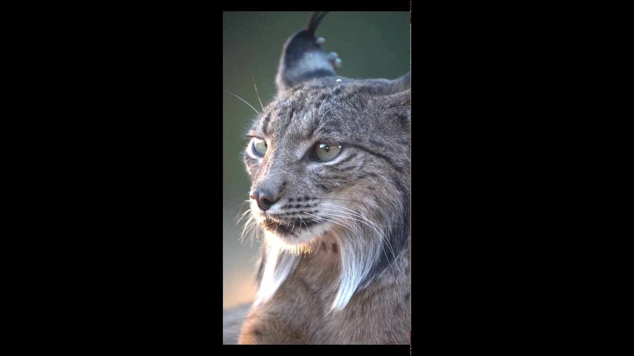 Stream Cats Video #cats #live #shorts - YouTube