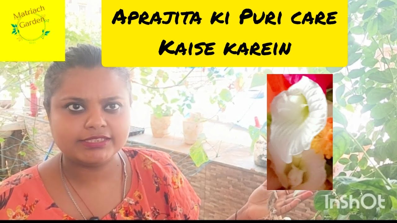 Aprajita ka plant ki puri care kaise karein? - YouTube