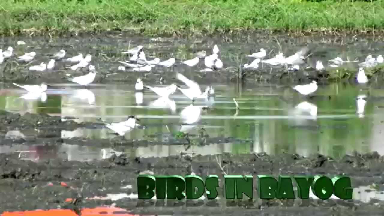 Birds in Bayog - YouTube
