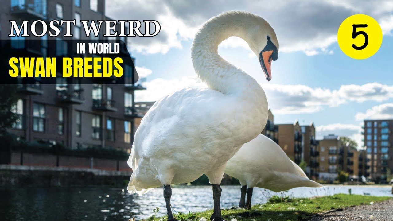 Most Weird Swan Breeds In The World | Wild Whim - YouTube