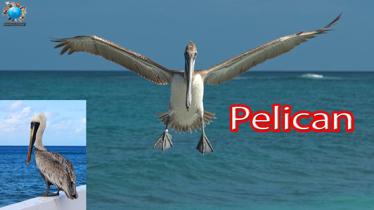 Great White Pelican | Animals Planet - YouTube