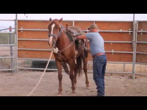 Wild Mustang Horse Training - How to place saddle on wild horse - YouTube