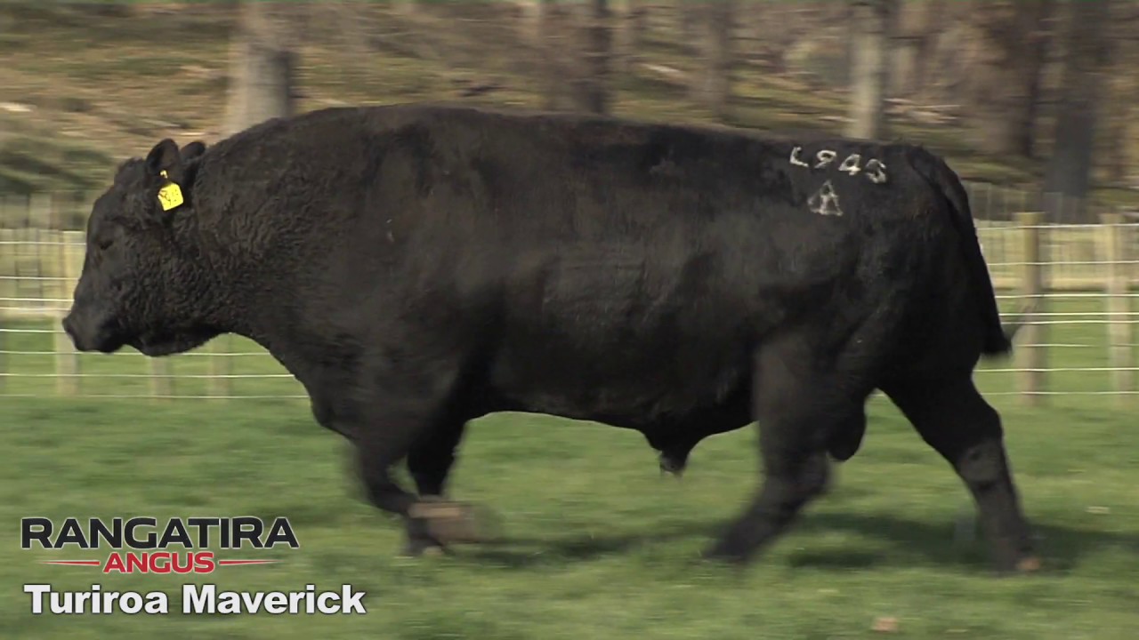 Rangatira Angus 2020 - Turiroa Maverick - YouTube