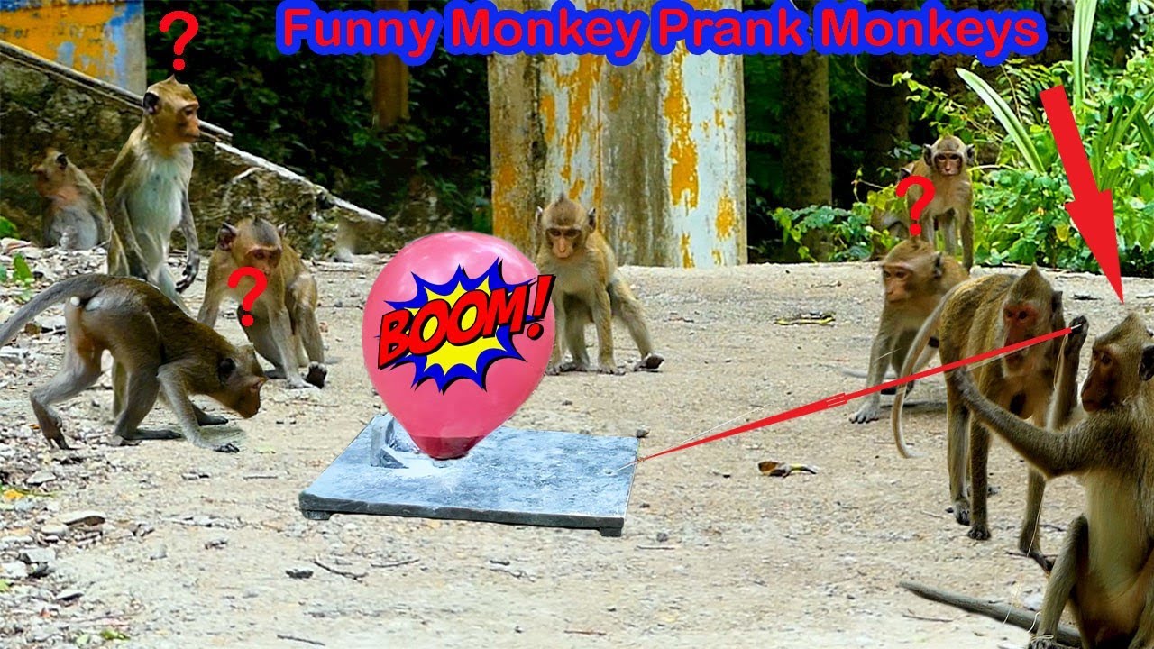 Balloon boom Prank Monkeys By Monkey Funny Funny - YouTube