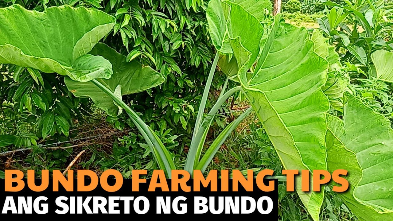 PAANO MAGTANIM NG BUNDO | D' GREEN THUMB - YouTube