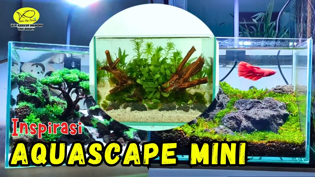 membuat aquascape mini tema natural, tema iwagumi, tema bonsai mudah ...