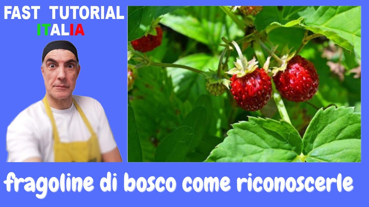 riconoscere le fragoline di bosco commestibili-tutorial - YouTube