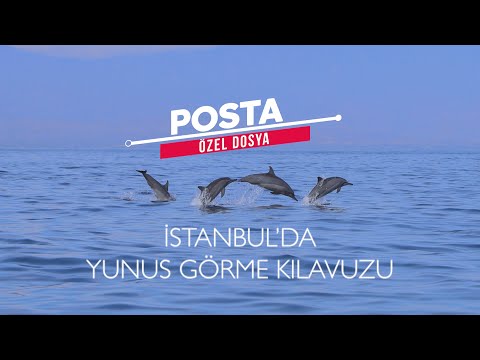 Özel Dosya | İstanbul'da Yunus Görme Kılavuzu