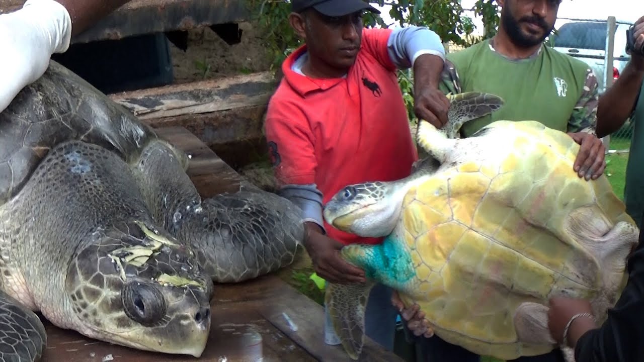 The Amazing World Of Turtles Exploring Their Fascinating Lives! | Save the turtles. - YouTube