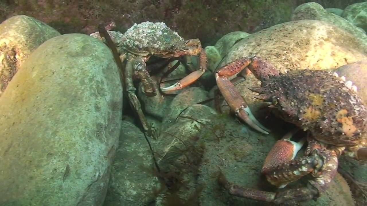 SCUBA diving in Kimmeridge and Durdle Door, Dorset - YouTube