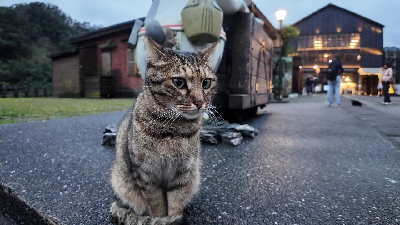 Curious cats sniff my camera - YouTube
