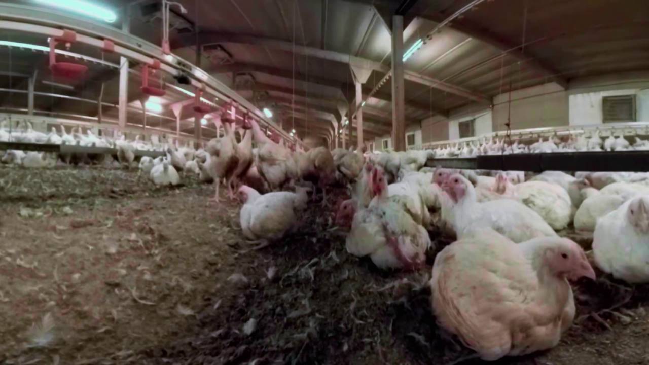 iAnimal - British Pig and Chicken Farms in 360° - YouTube