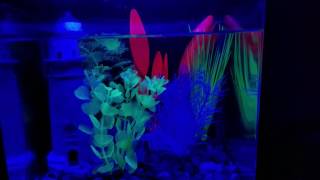 Glofish plants review