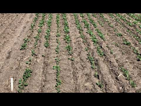 Brevant™seeds B3010M and B3011 | Corteva Agriscience Canada - YouTube