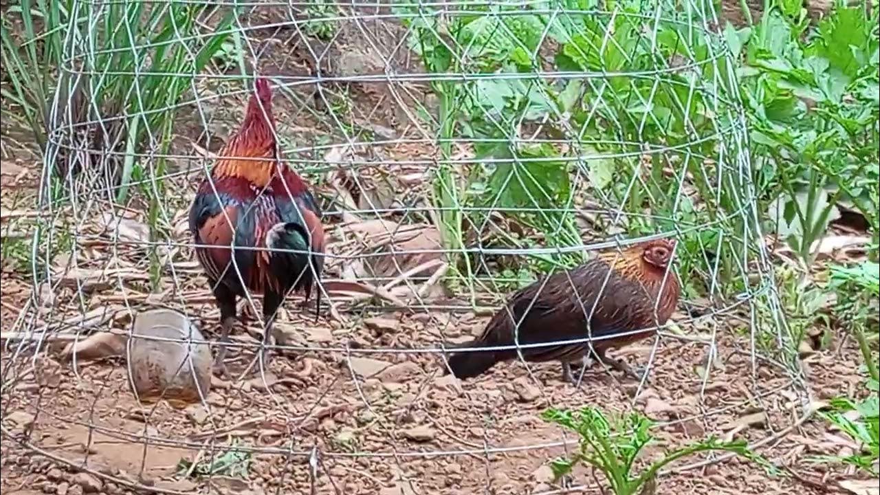 Yees kuv cov qaib dab dab tuag rau koj saib ua si nawb -7-3-2025-xov tooj-0345676800 - YouTube