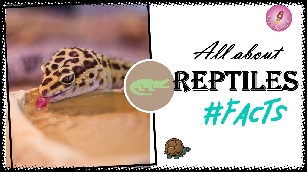 Amazing facts about reptiles | Did you know? | Educational #Learn about ...
