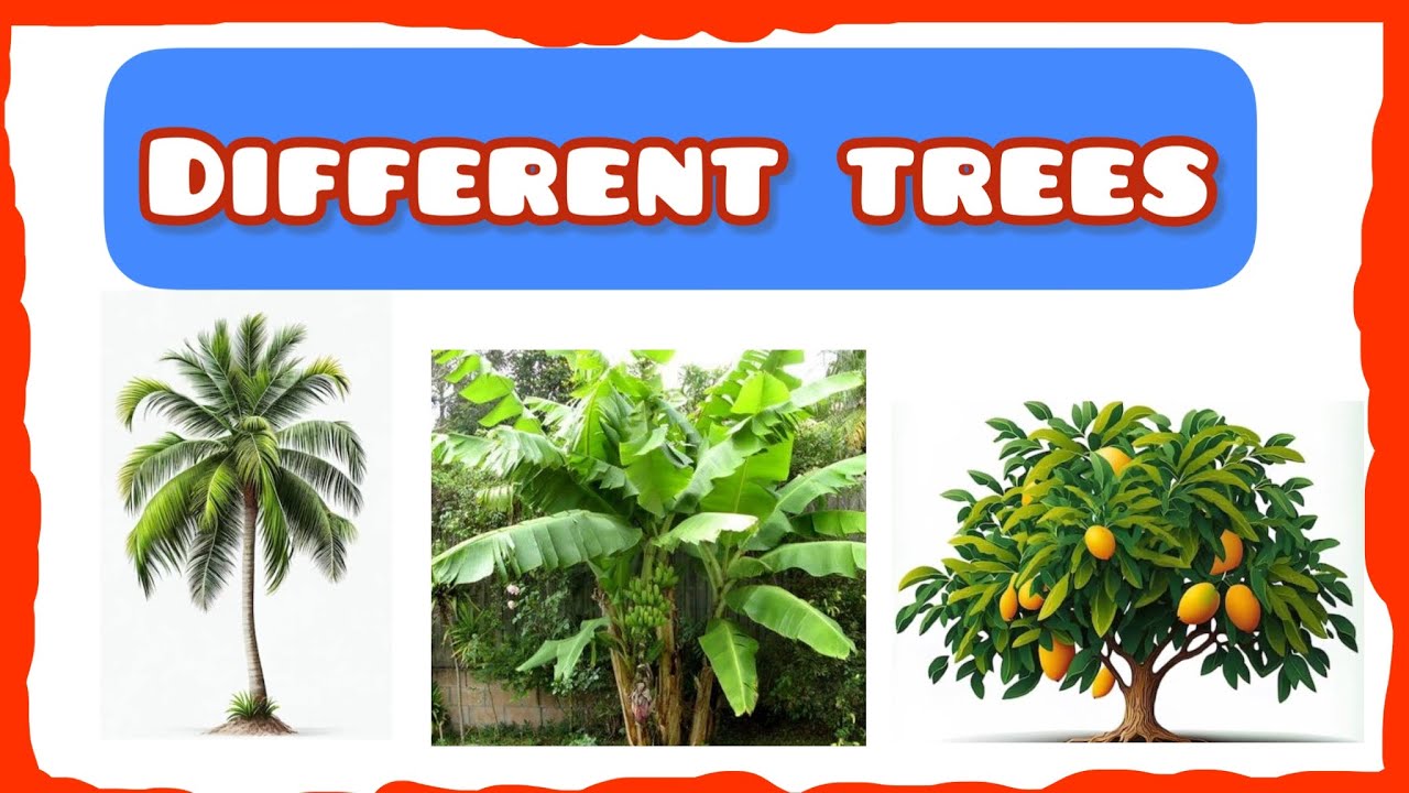 Different trees | learn trees names | trees name in English | preschool ...