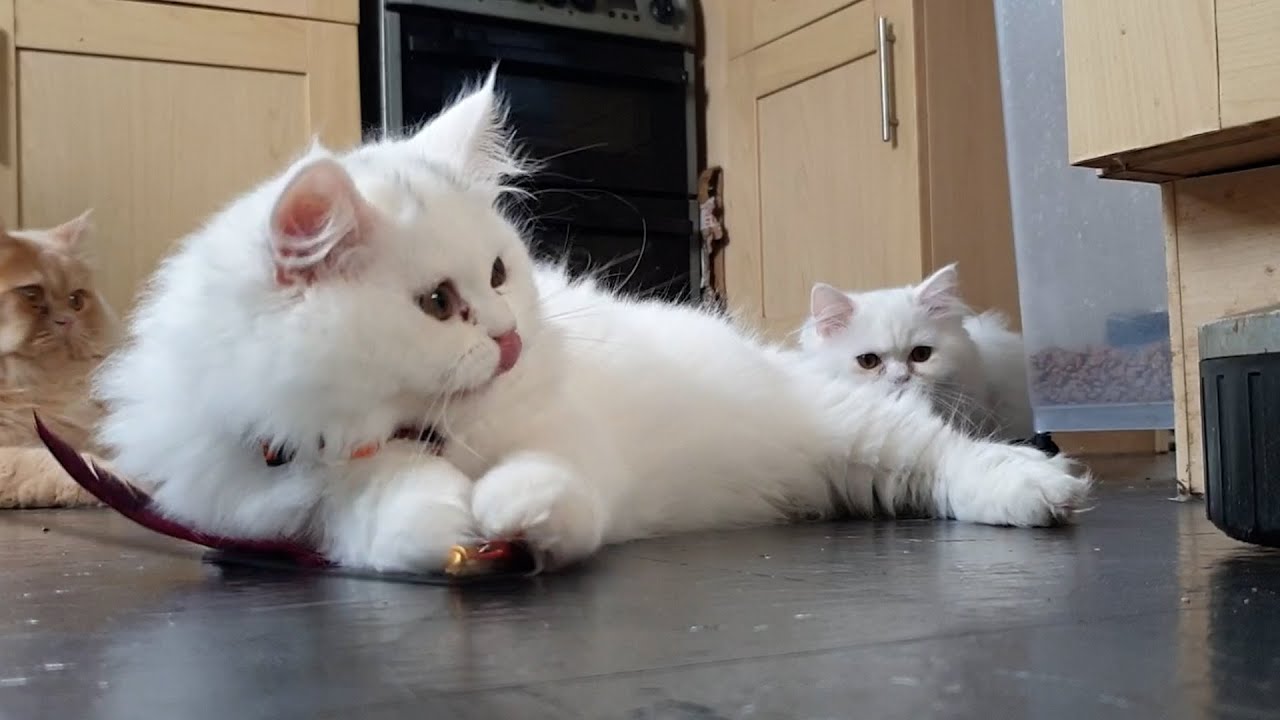 Fluffy Perdoll Kittens Playing And Being Cute! - YouTube