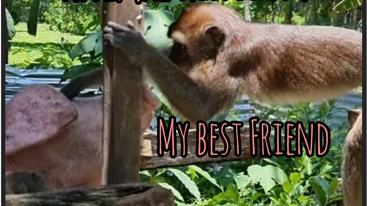 Animal Life In Bohol - YouTube