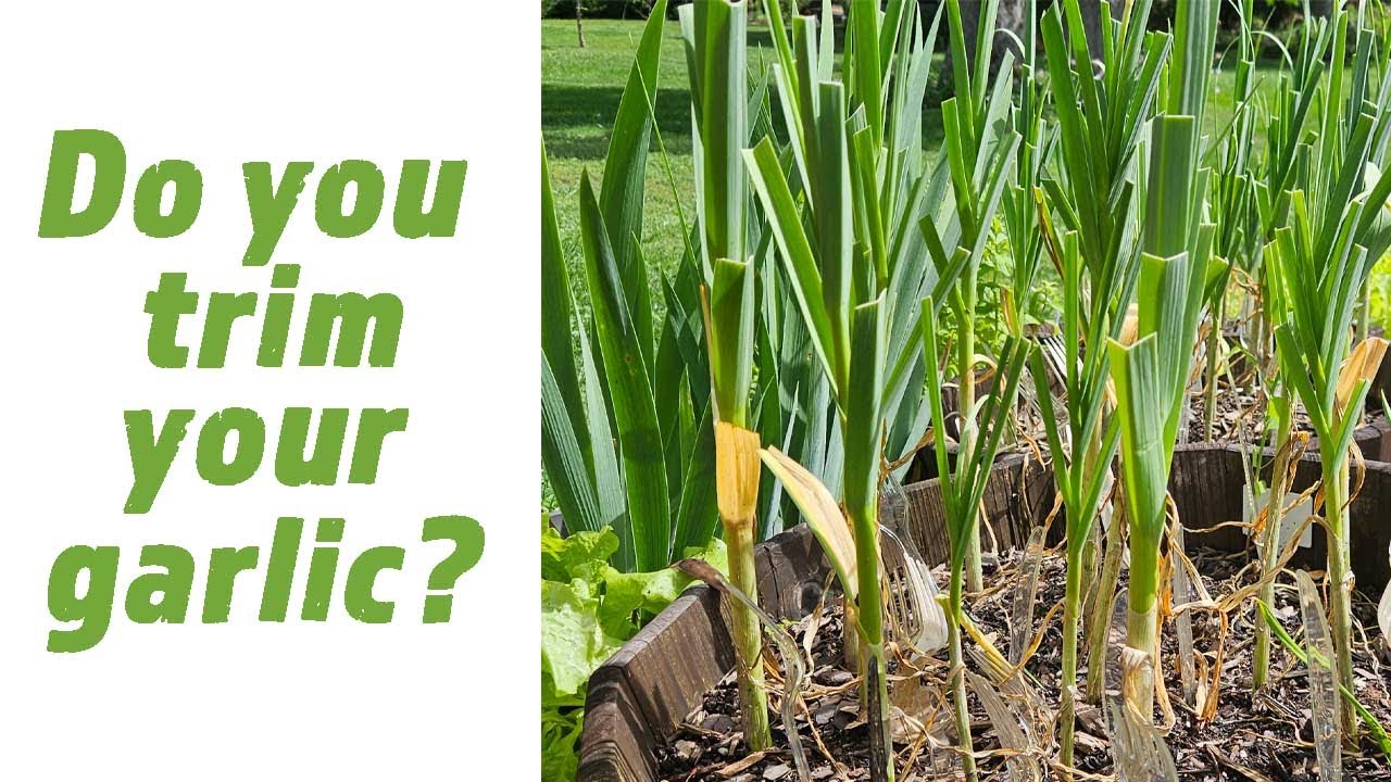 Does trimming your garlic help it grow bigger and better bulbs? - YouTube
