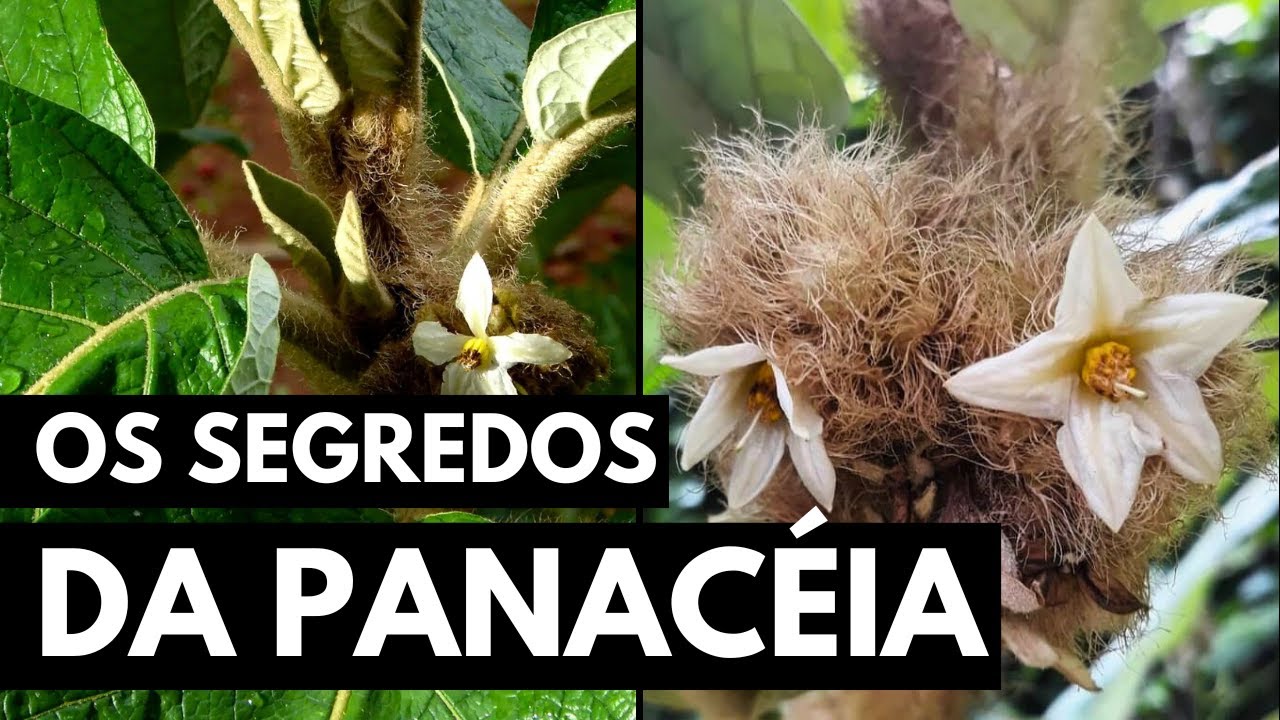 Planta Panaceia Contra Indicações - RETOEDU