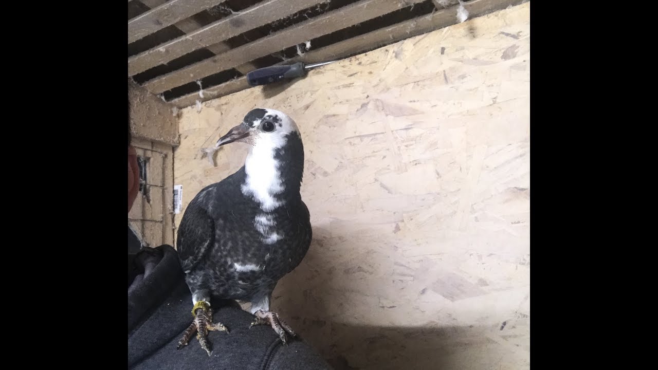 How to get into the sport/hobby of pigeons. Plus my story. - YouTube