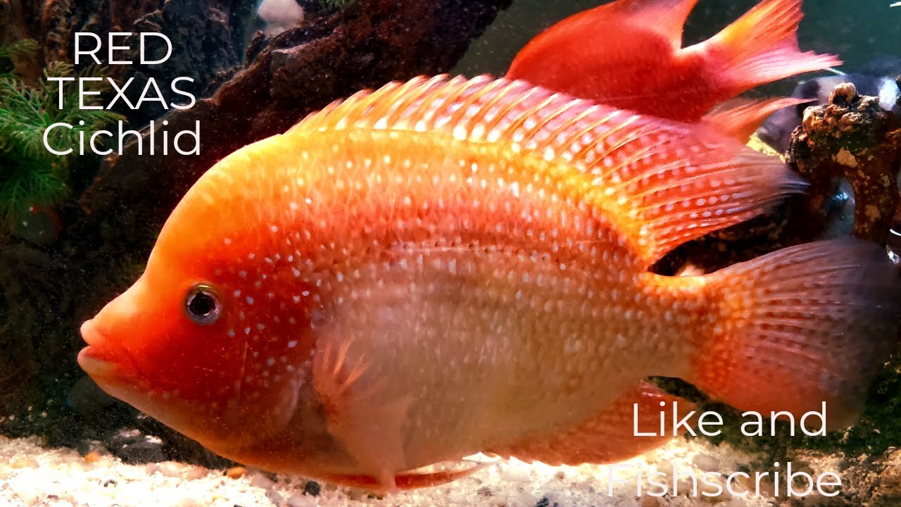 SPECIES PROFILE RED TEXAS cichlid - YouTube