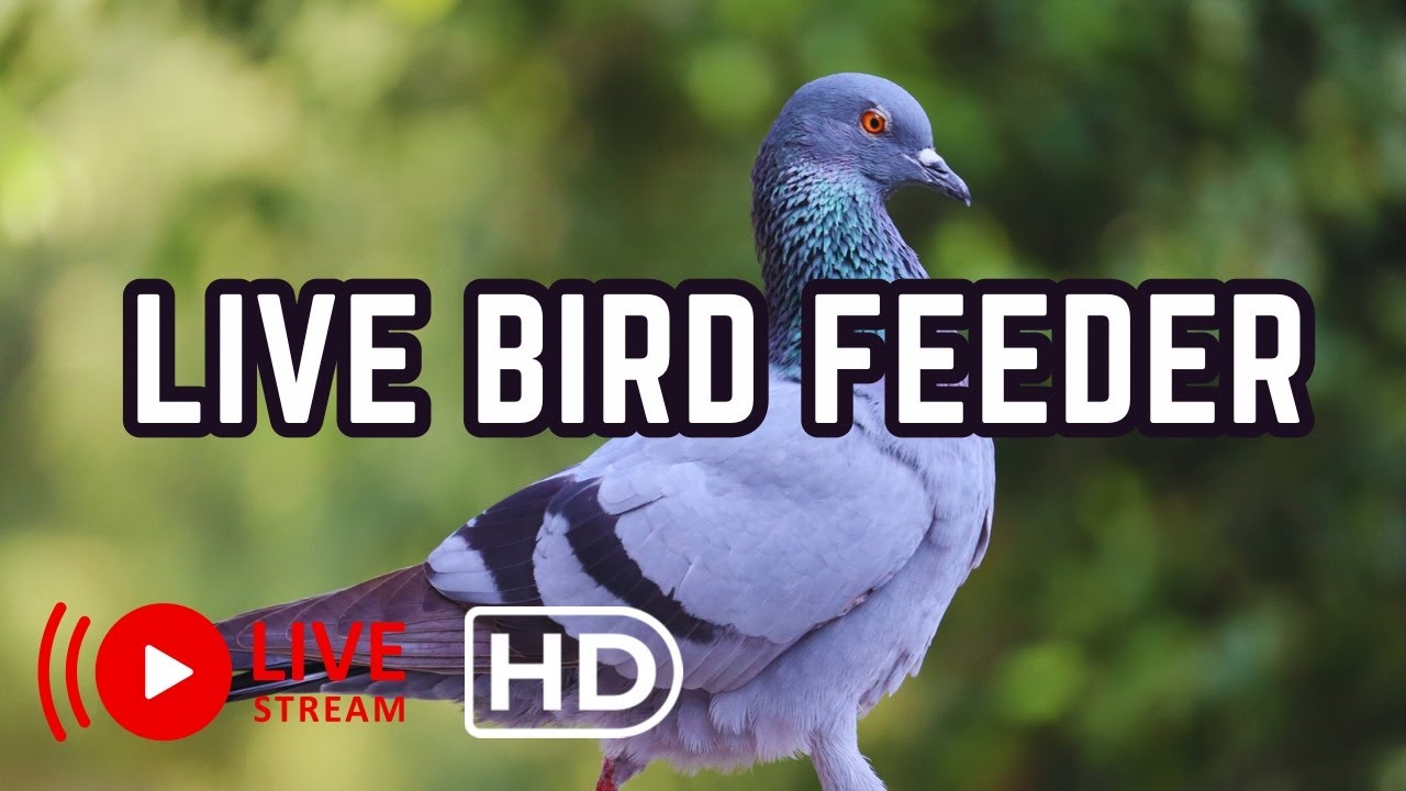 LIVE: NOLABirdin’ LiveStream, Live Bird Feeders, Southeastern Birds ...