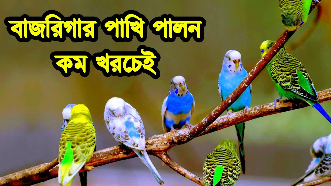 কম খরচে সহজেই বাজরিগার পাখি পালন | বাজরিগার পাখির দাম | Baazigar pakhi ...