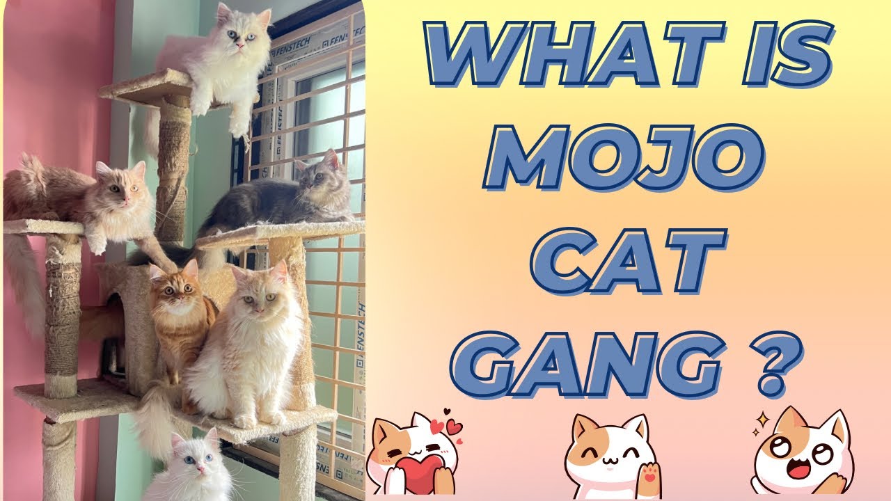 Introduction to our channel Mojo Cat Gang #mojocatgang #cat #catchannel ...