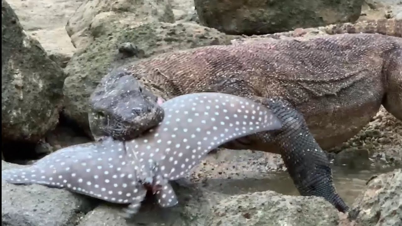 OMG😱😱 Komodo dragons are able to swallow dead stingrays that are ...