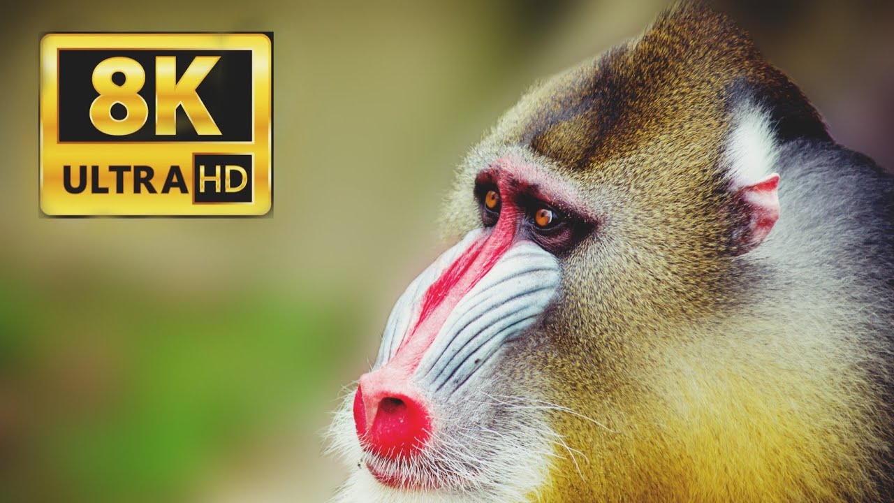 High Quality The Most Beautiful Animals Collection 8K ULTRA HD / 8K TV ...