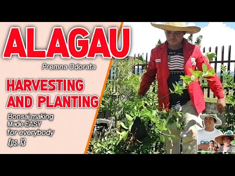 Alagau Harvesting and Planting - YouTube