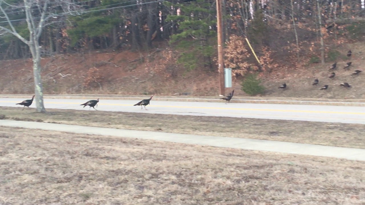 Turkeys escaping Thanksgiving - YouTube