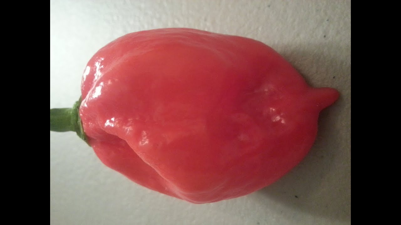 Devils Tongue Pepper Review - YouTube