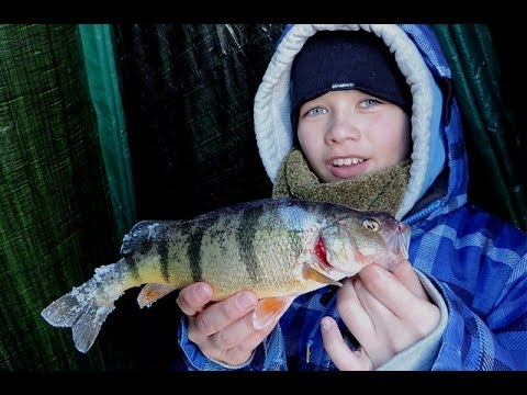 Ice fishing for jumbo perch on Lake Simcoe 2014 - YouTube