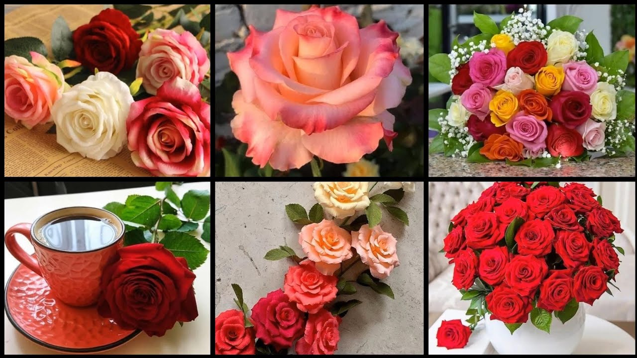 Beautiful Rose Flower Dp For Whatsapp//So Cute Rose Dp Photos//Whatsapp ...