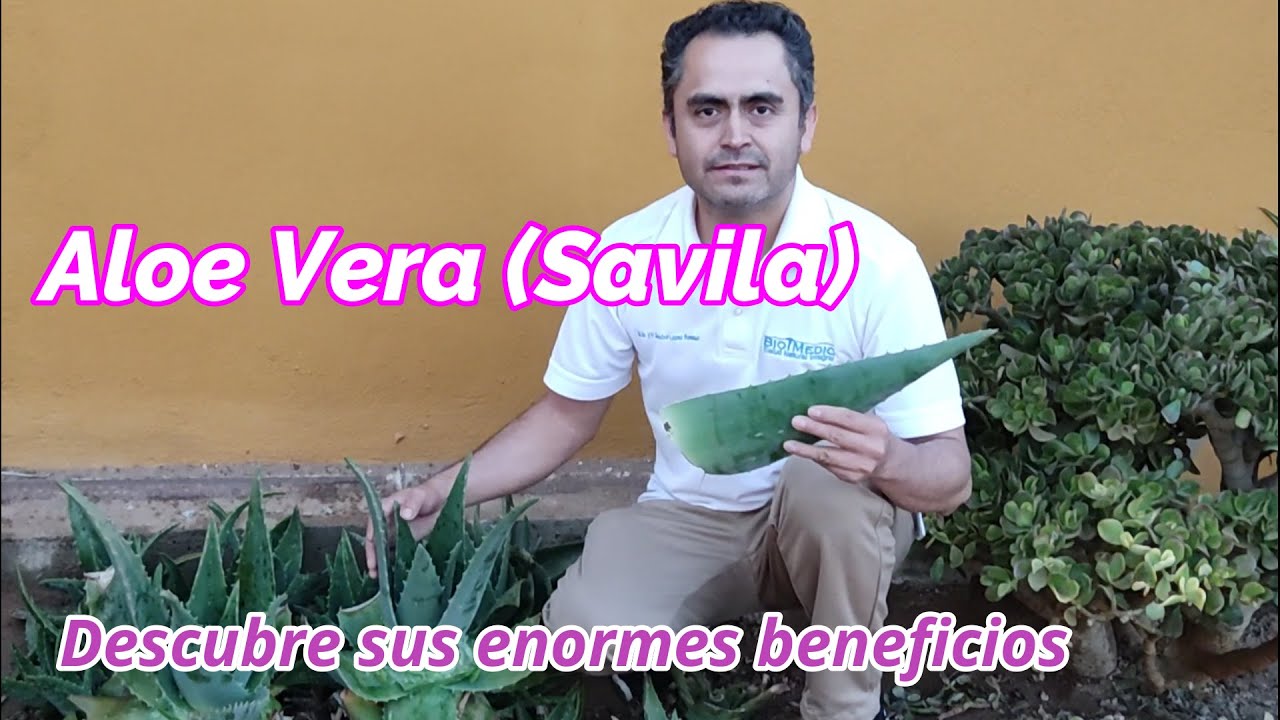 Savila (Aloe Vera) conoce sus propiedades - YouTube