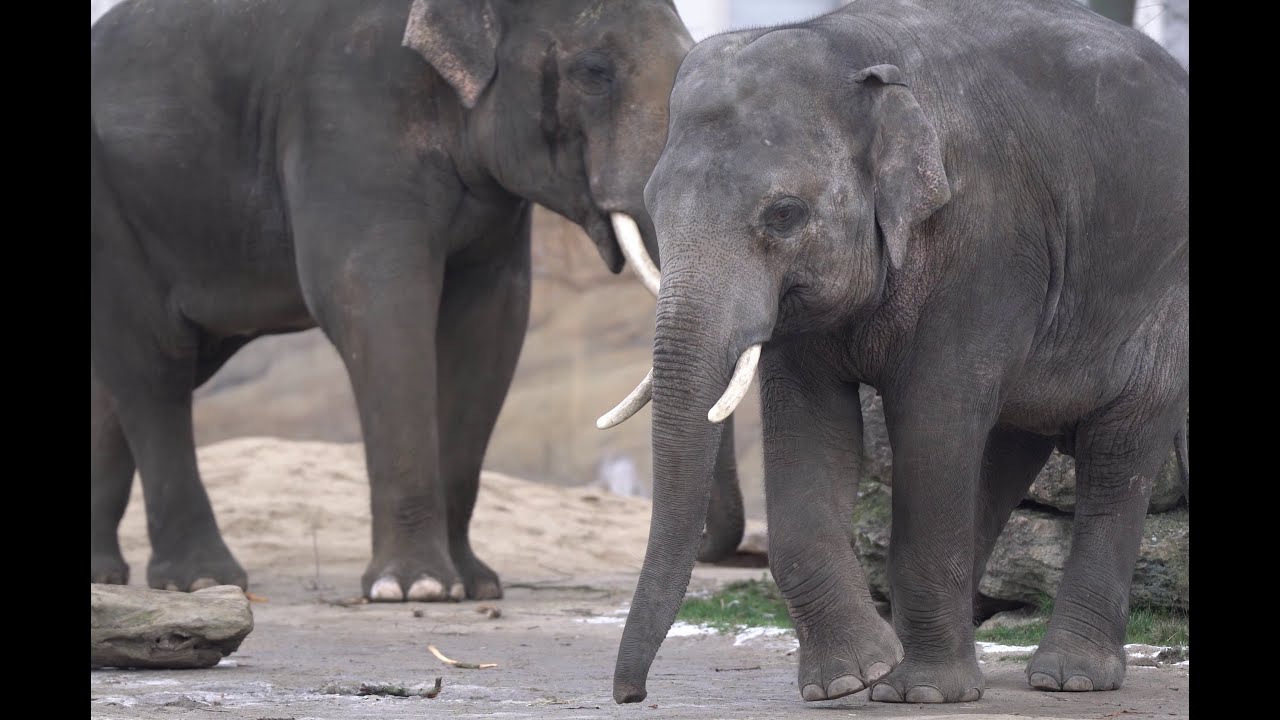 elephant short video,zoo cinematic video,elephant 4k,zoo animals 4k ...