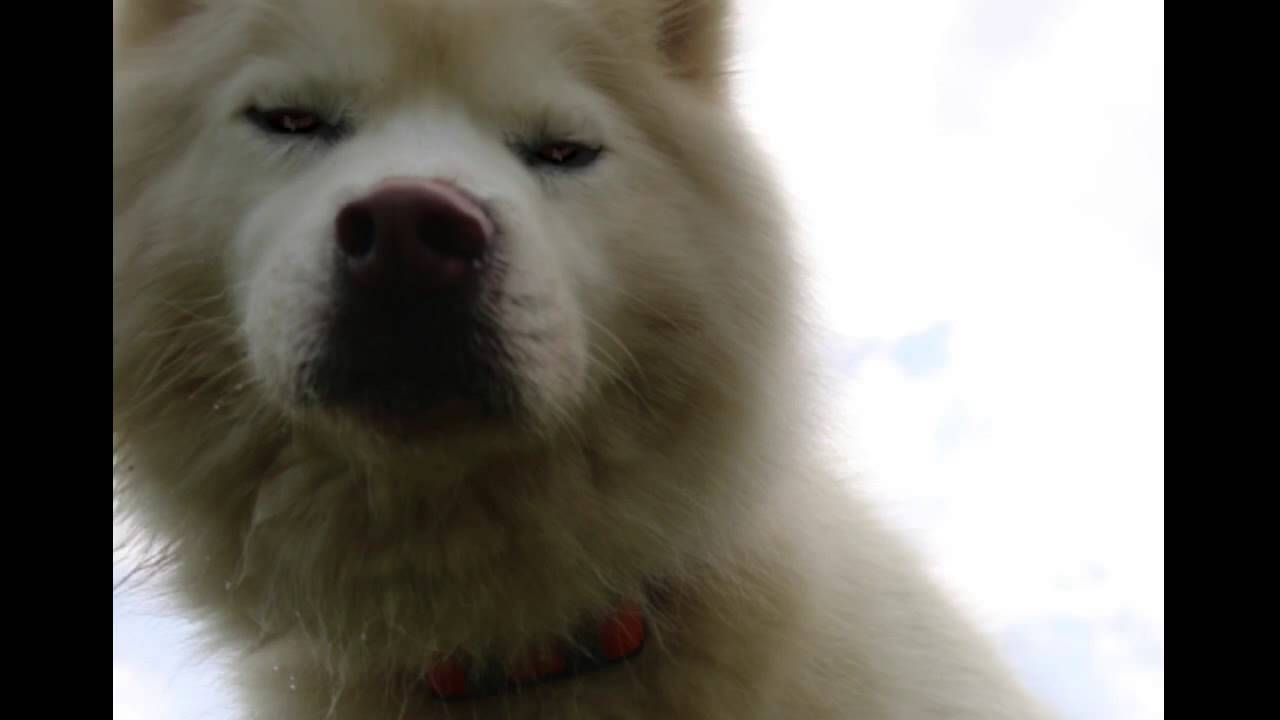 Dirty Husky - YouTube