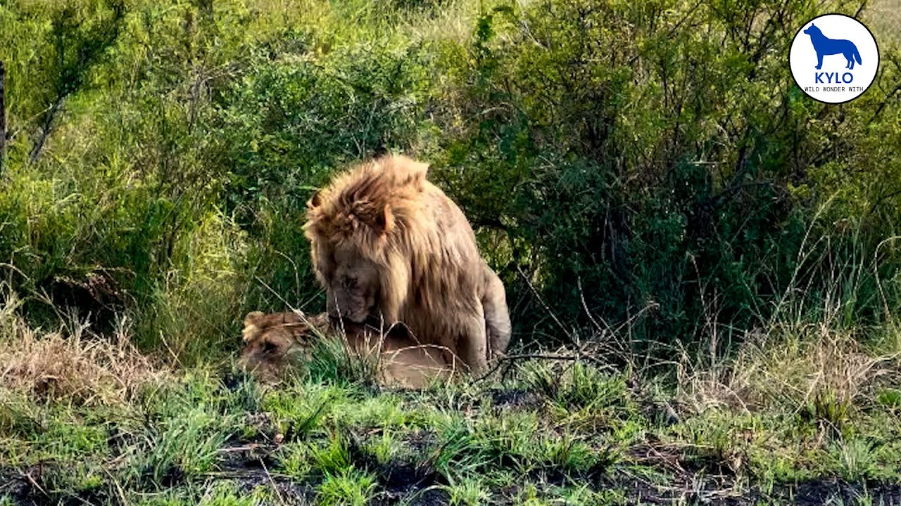 Lion Mating: A Fascinating and Aggressive Ritual! | Wildlife ...