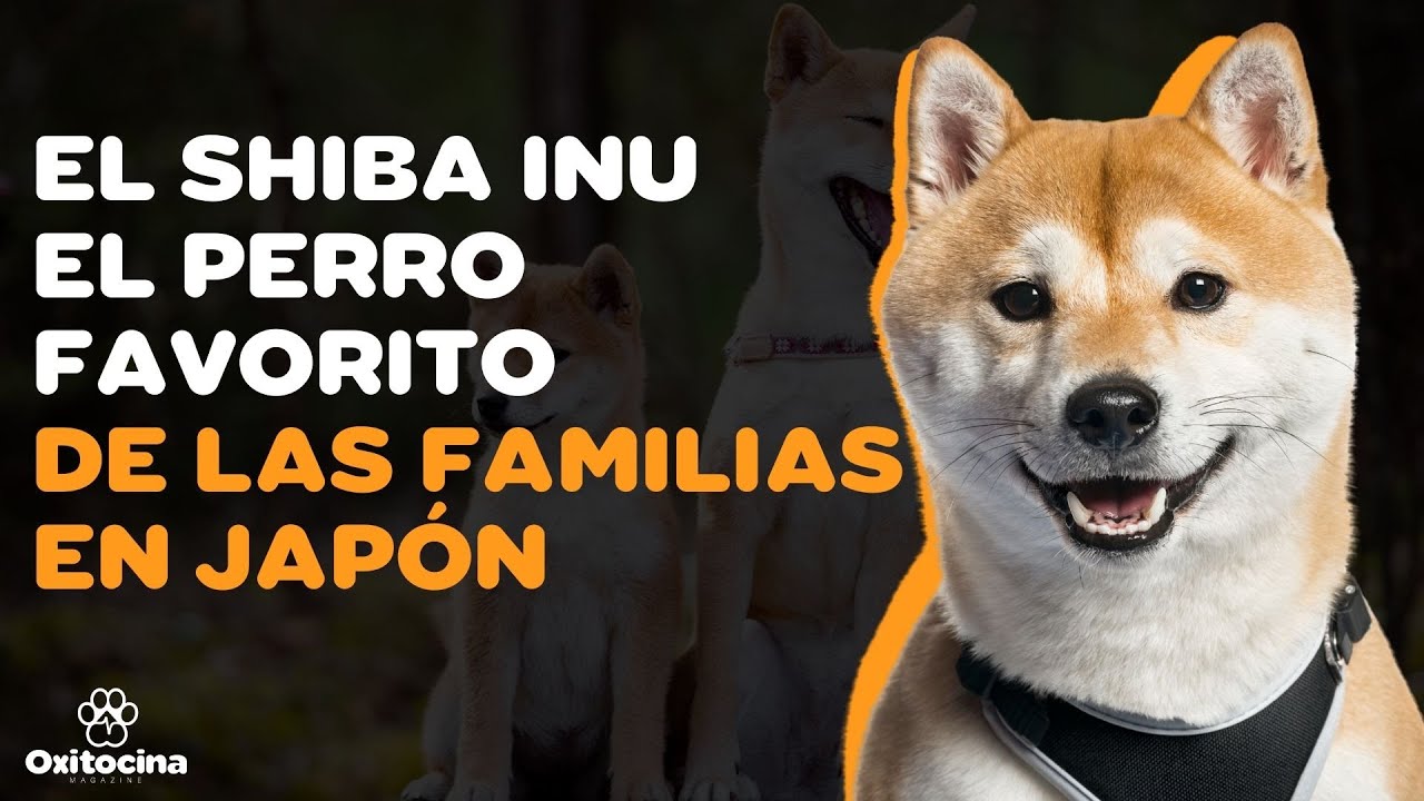 9 COSAS QUE DEBES SABER SOBRE EL SHIBA INU - YouTube