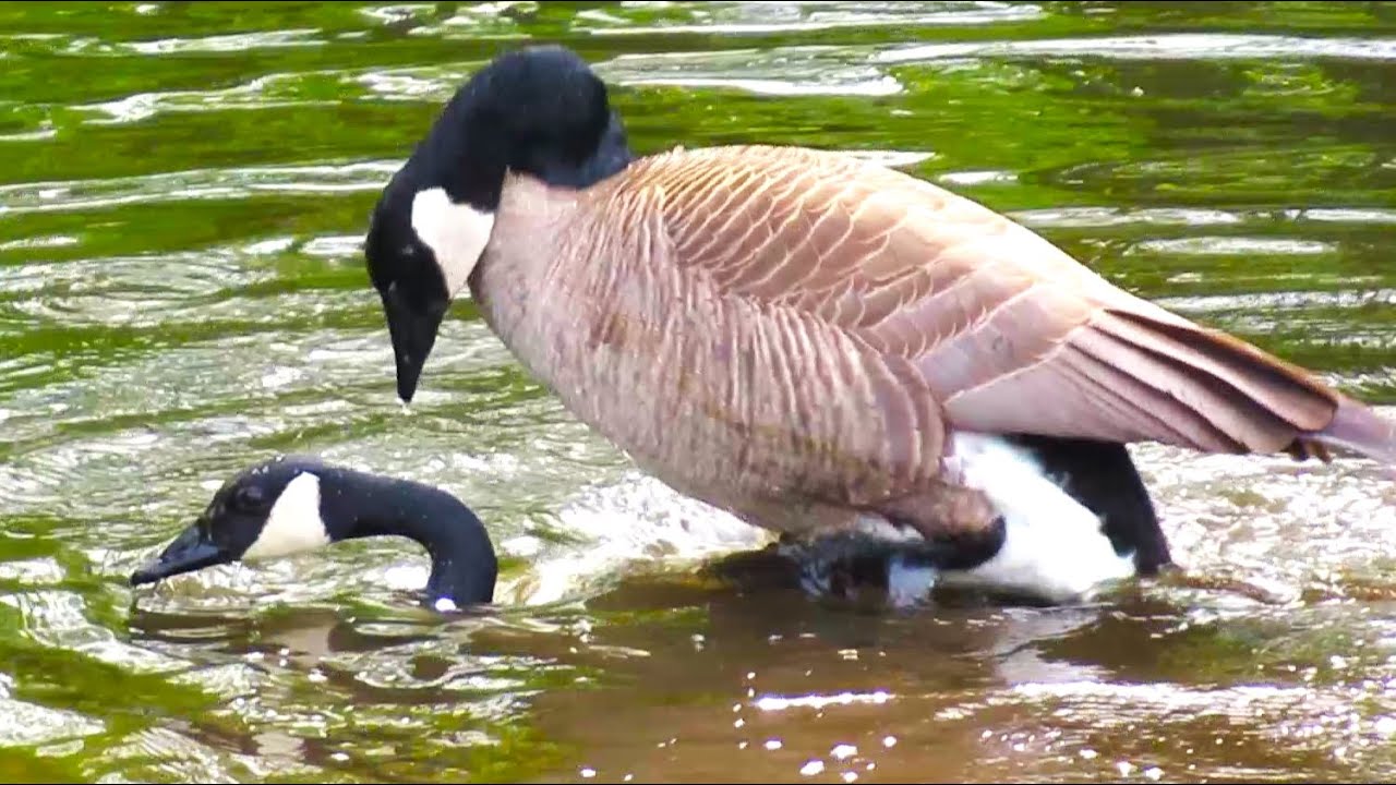 Canada Geese Mating Close Up- Amazing Animal Mating - YouTube