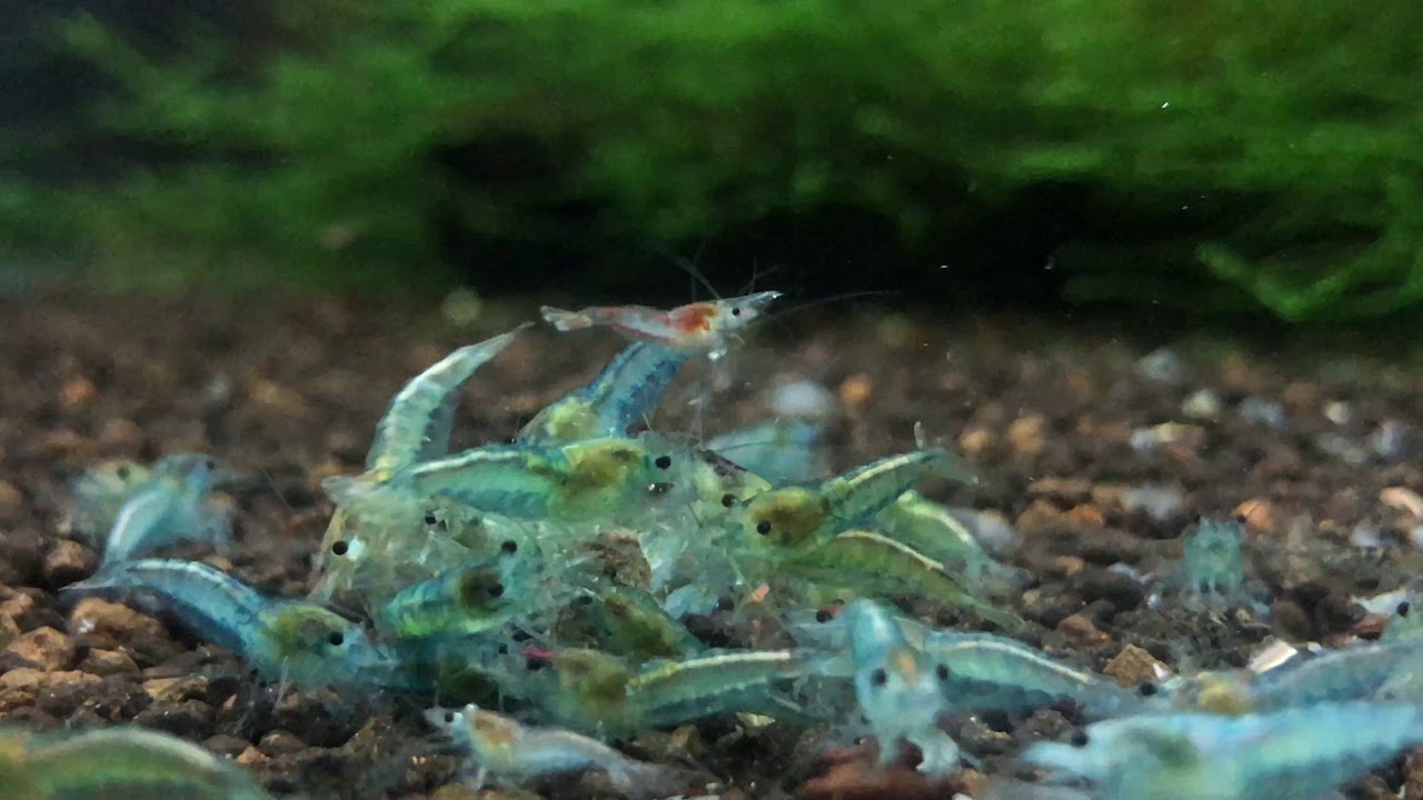 Blue Jelly Shrimp - YouTube