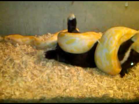 Squeeze Prey - YouTube