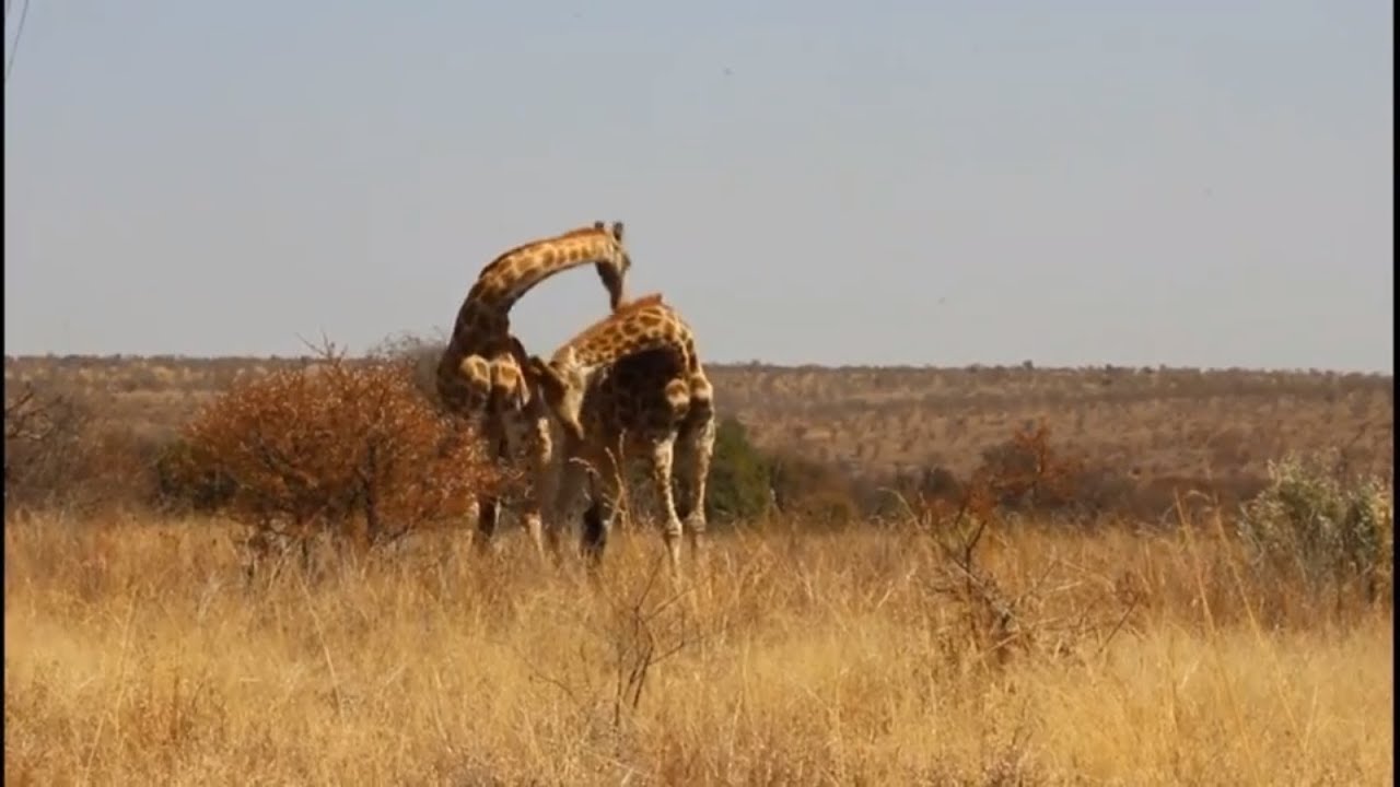 Giraffe Vs Giraffe Fight - YouTube