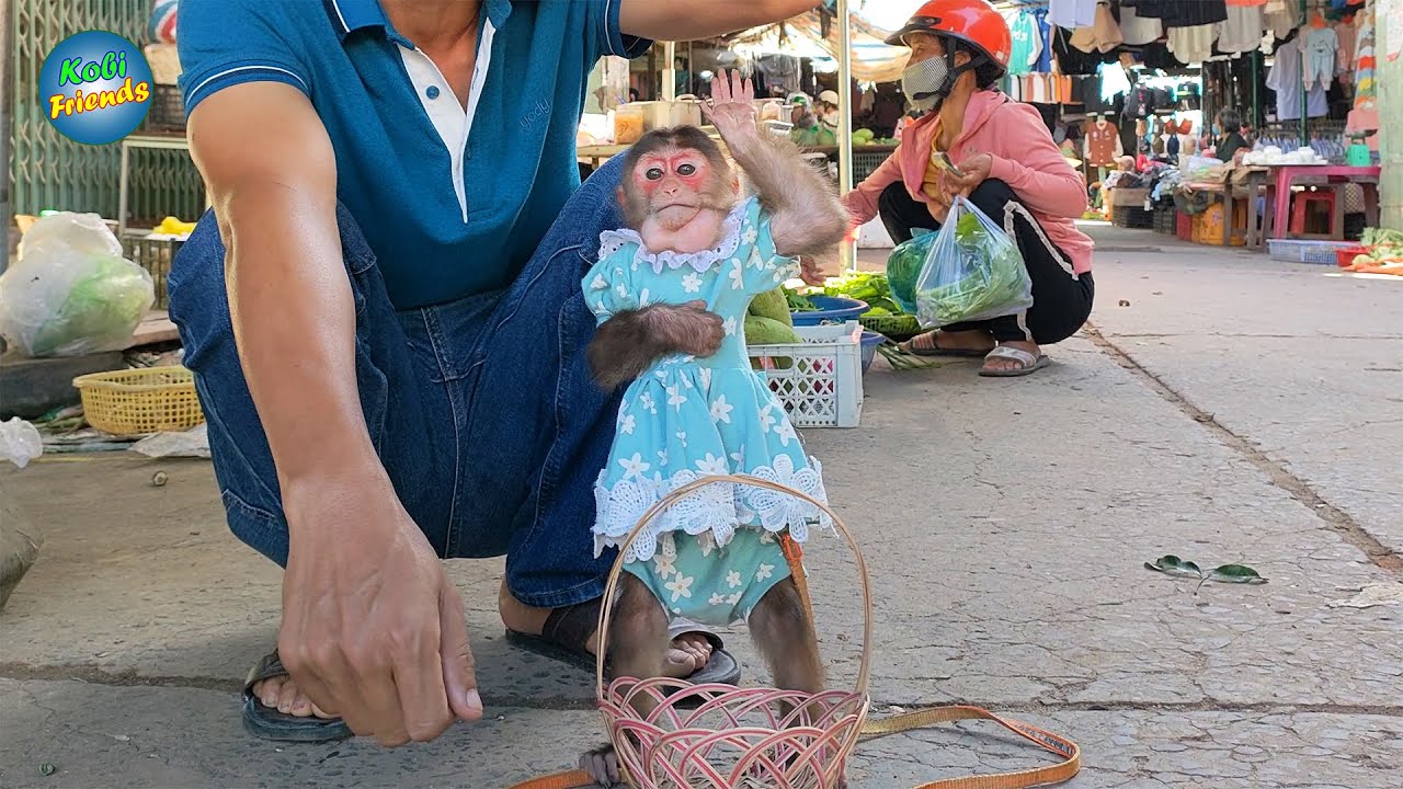 Monkey Kobi goes to the market with her father - YouTube